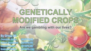 Genetically Modified Crops | PPTX