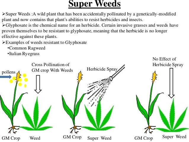 Genetically modified crops and food Security..scientific facts