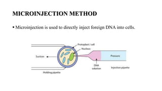 Genetically modified crops | PPTX