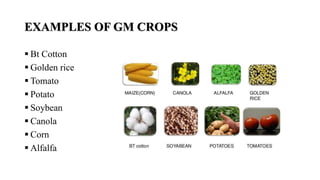 Genetically modified crops | PPTX