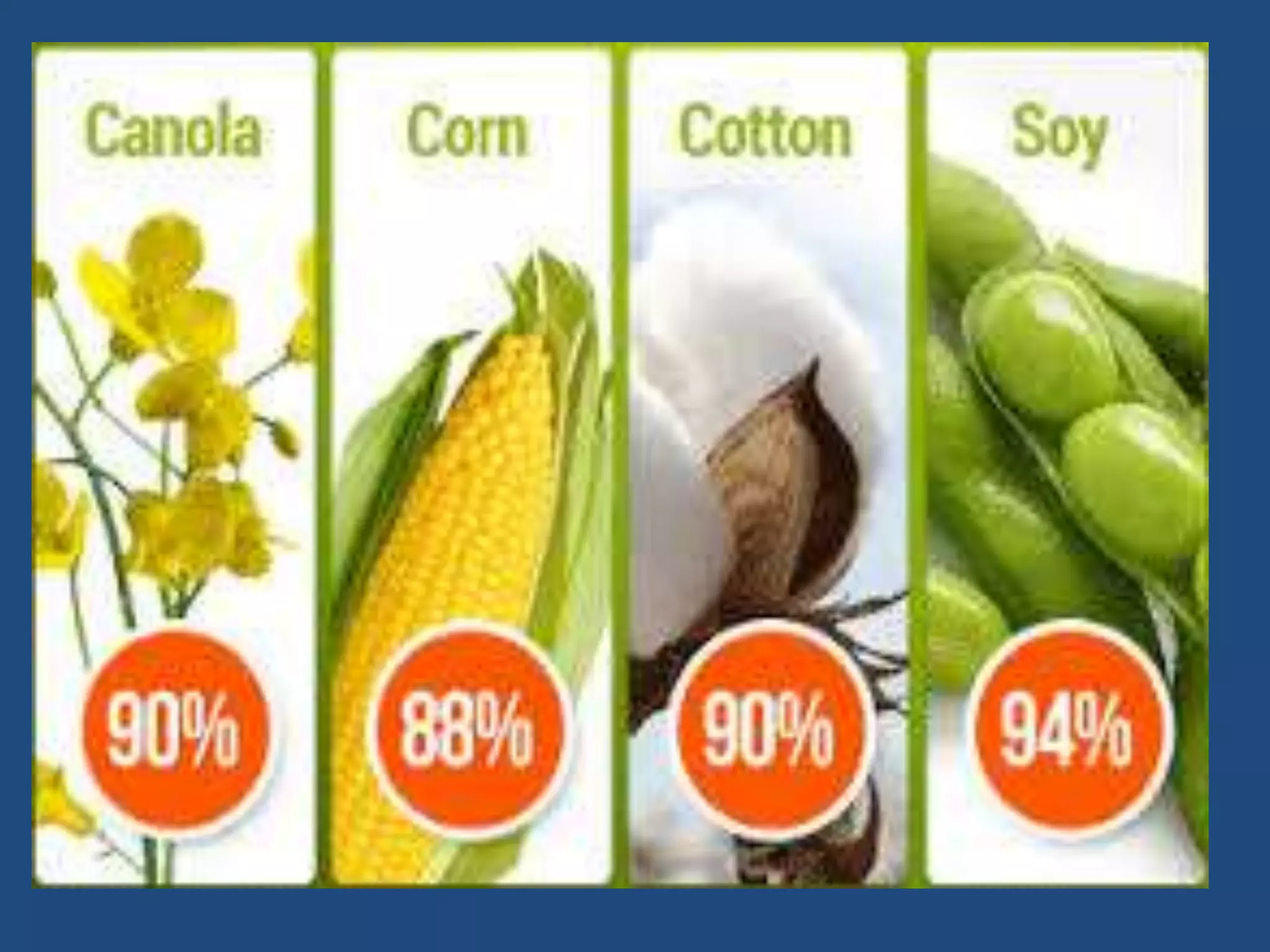 Genetically modified crops | PPTX
