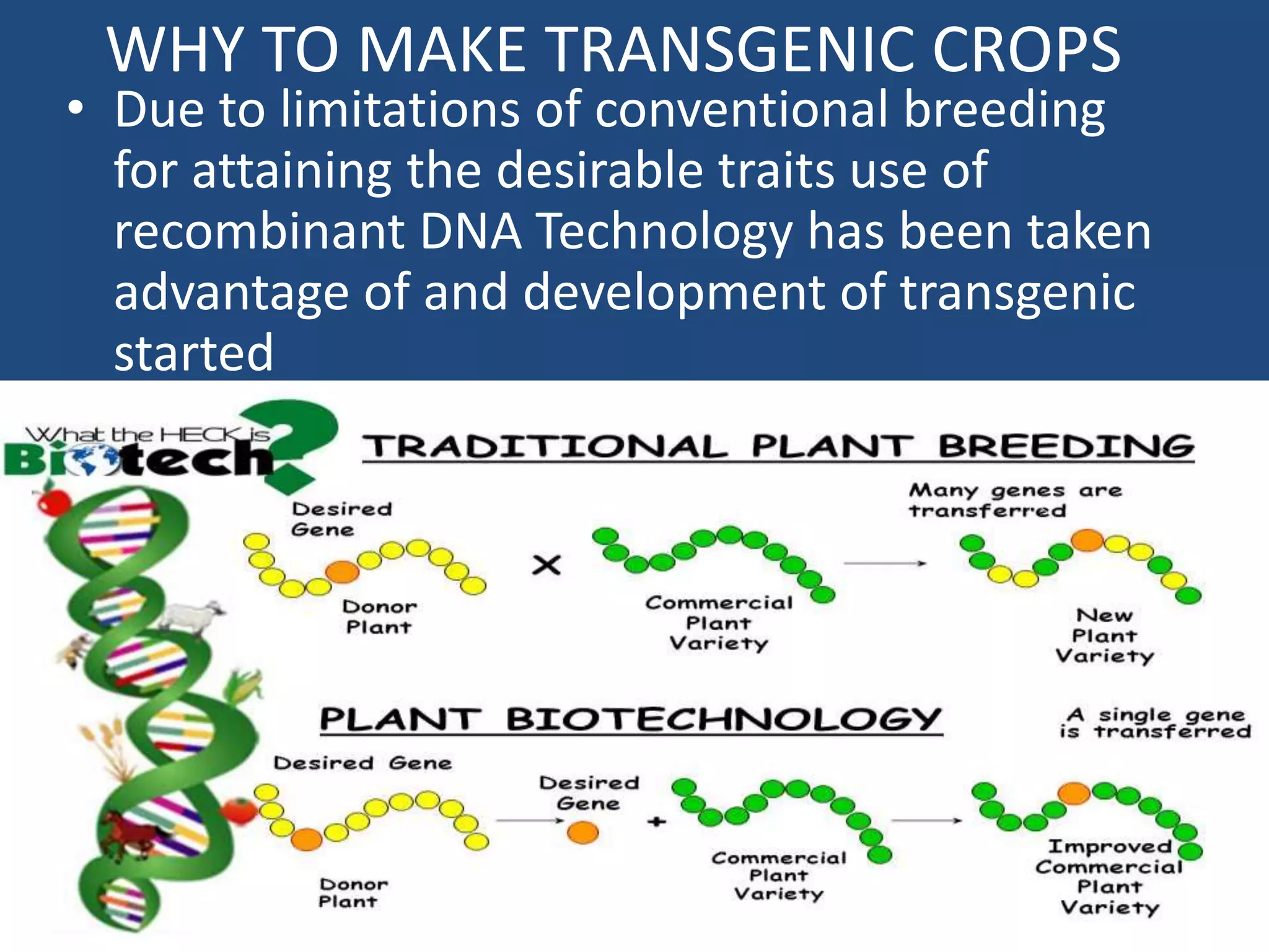 Genetically modified crops | PPTX