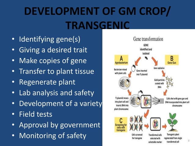 Genetically modified crops | PPTX