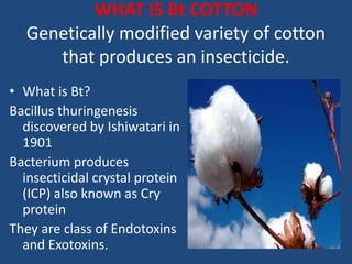 Genetically modified crops | PPTX