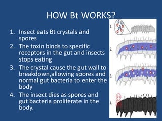 Genetically modified crops | PPTX
