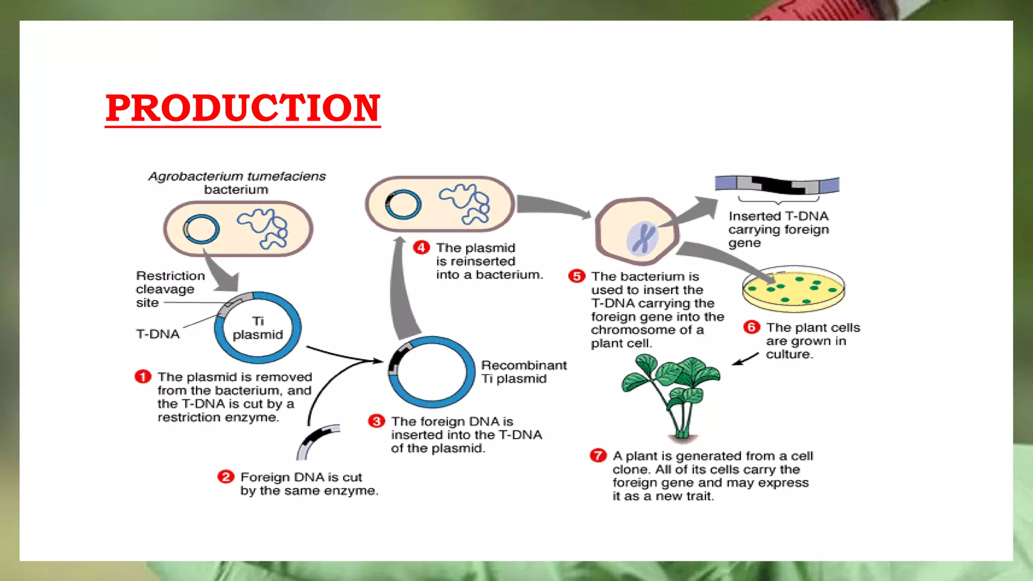 Genetically modified crops | PDF