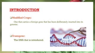 Genetically modified crops | PDF