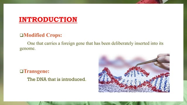 Genetically modified crops | PDF | Agriculture | Industries