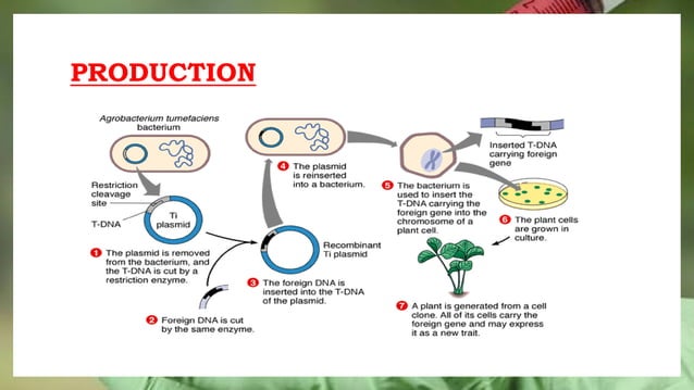 Genetically modified crops | PDF | Agriculture | Industries