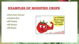Genetically modified crops | PDF