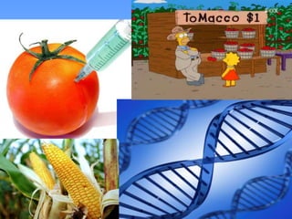 Genetically modified food | PPTX