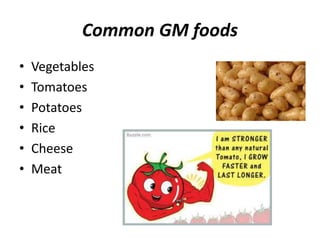 Genetically modified food | PPT
