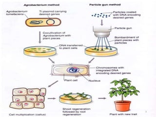 Genetically modified food | PPTX