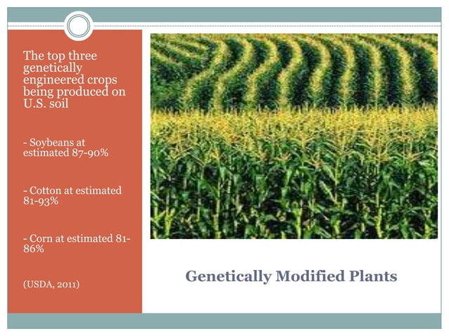 Genetically modified food powerpoint | PPTX
