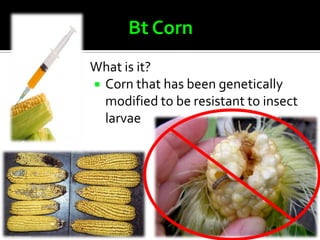 Genetically Modified Foods | PPTX
