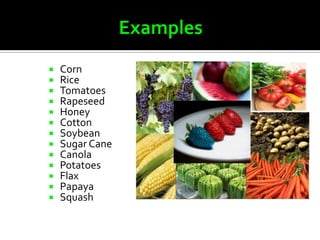 Genetically Modified Foods | PPTX