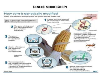 Genetically modified foods | PPTX