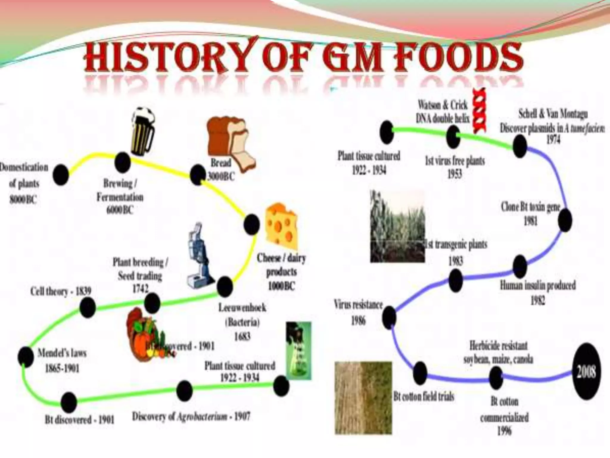 Genetically modified foods | PPTX