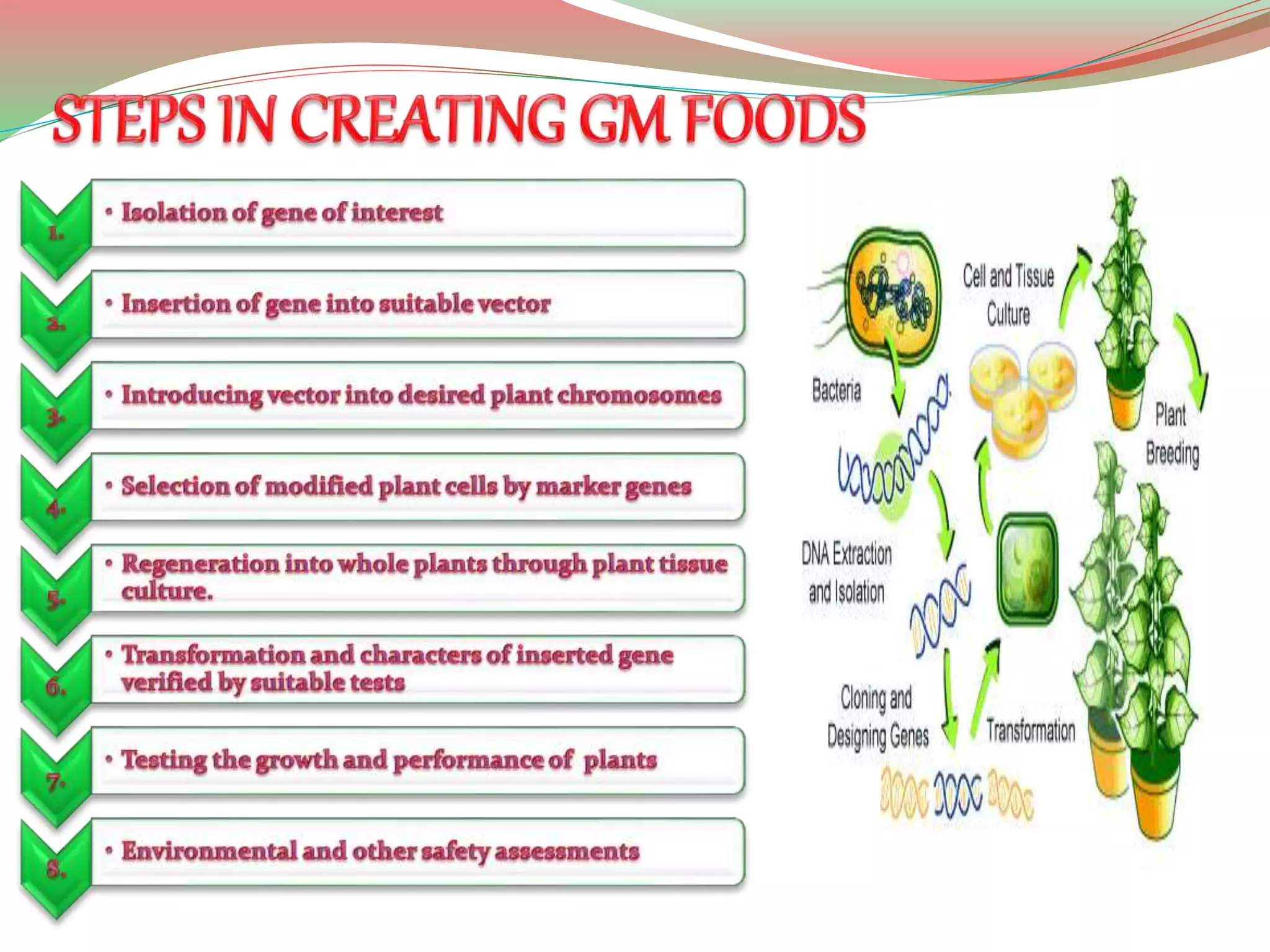 Genetically modified foods | PPTX