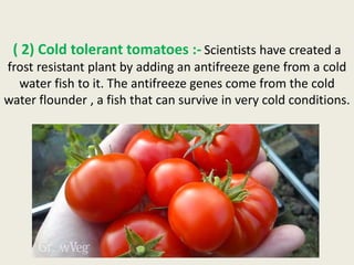 Genetically modified foods | PPTX | Agriculture | Industries