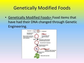 Genetically modified foods powerpoint | PPTX