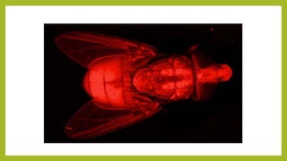 Genetically modified insects | PPTX