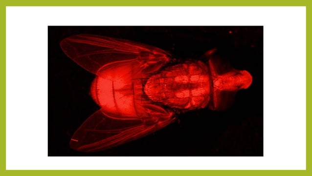 Genetically modified insects | PPTX