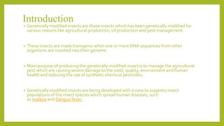 Genetically modified insects | PPTX