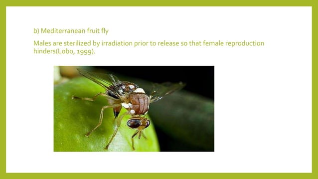 Genetically modified insects