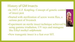 Genetically modified insects | PPT