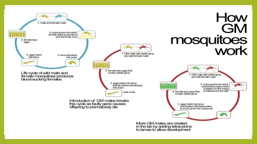 Genetically modified insects