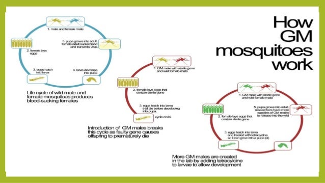 Genetically modified insects