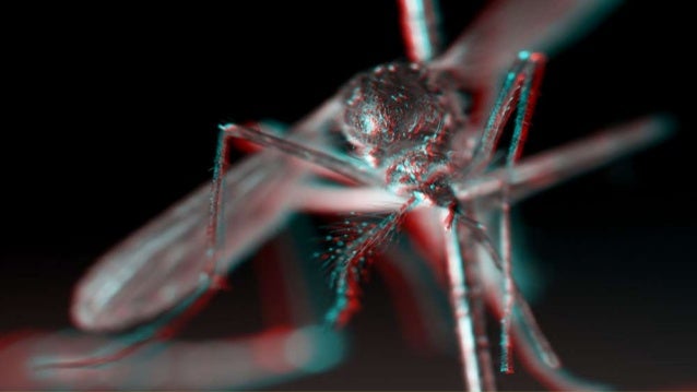 Genetically modified insects