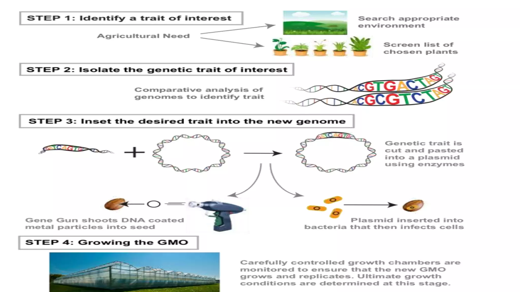 Genetically modified mustard | PPTX