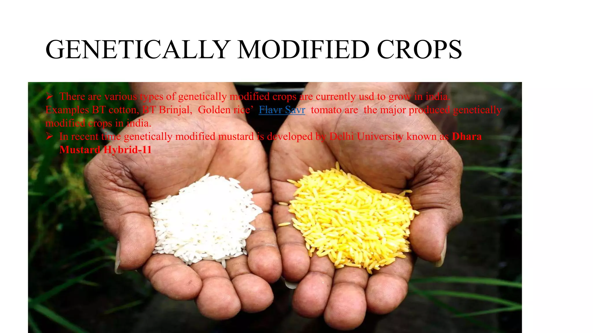 Genetically modified mustard | PPTX