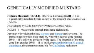 Genetically modified mustard | PPTX