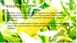 Genetically modified mustard | PPTX