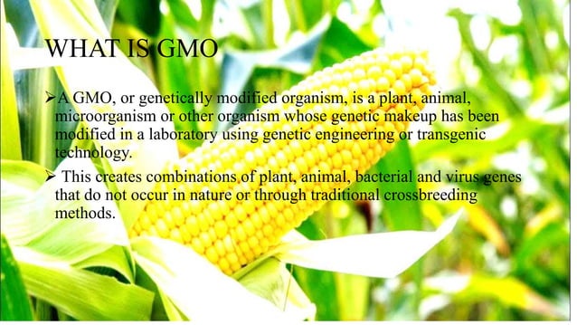 Genetically modified mustard | PPTX | Agriculture | Industries