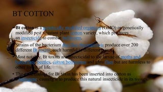 Genetically modified mustard | PPTX