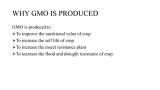 Genetically modified mustard | PPTX