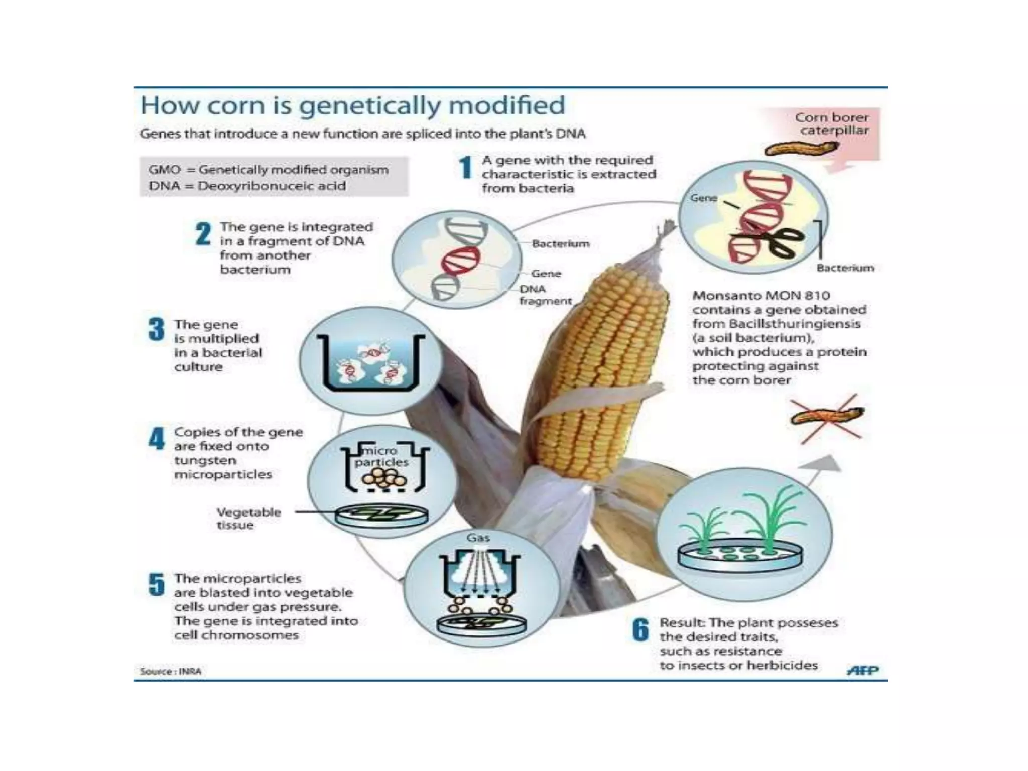Genetically modified oils | PPTX