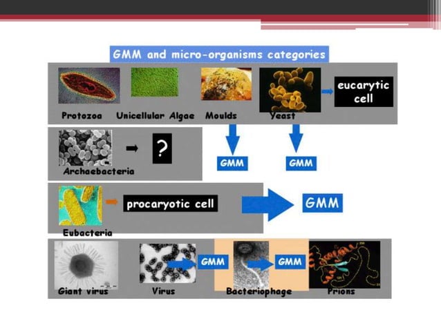Genetically Modified Organism.ppt | Agriculture | Industries