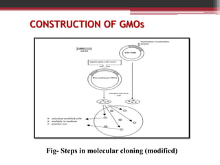 Genetically Modified Organism.ppt