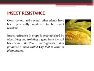 Genetically Modified Organism.ppt