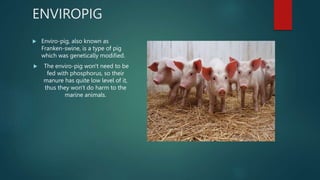 GENETICALLY MODIFIED ORGANISM.pptx