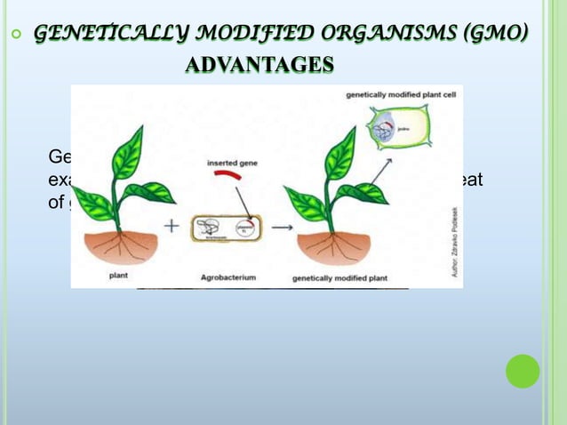 Genetically Modified Organisms | PPTX