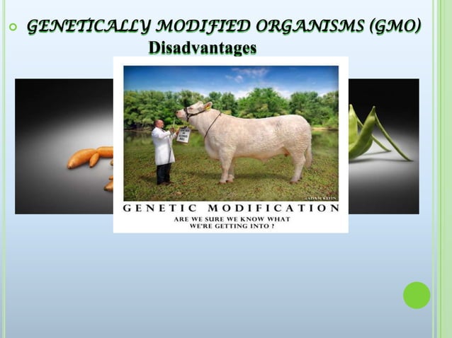 Genetically Modified Organisms | PPTX