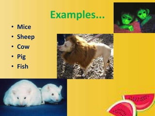 Examples Of Genetically Modified Organisms Animals