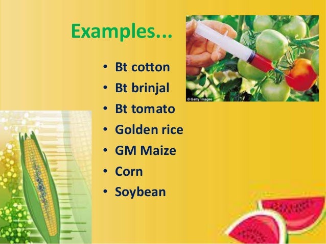 Genetically Modified Organism