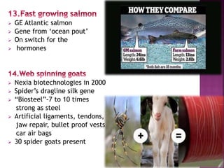 Genetically modified organisms(GMOs) | PPTX